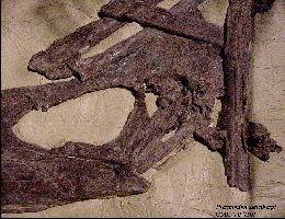 Pteranodon dig -1996